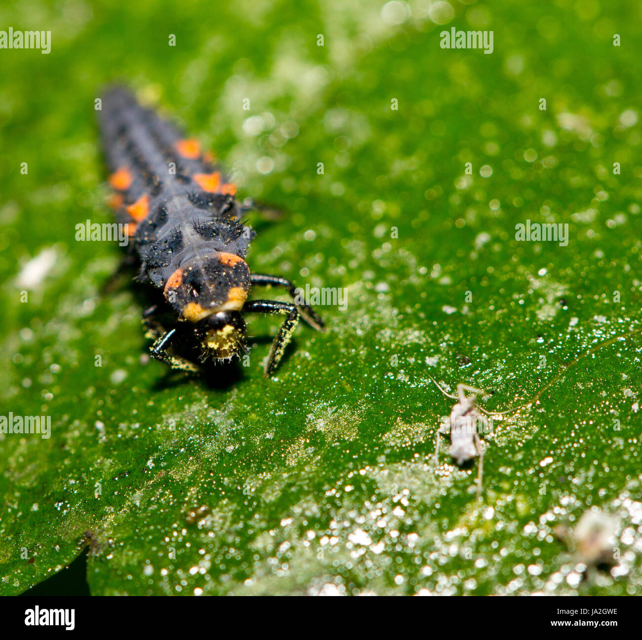 legs, leaf, insect, scrabble, crawling, plant, nature, legs, leaf ...