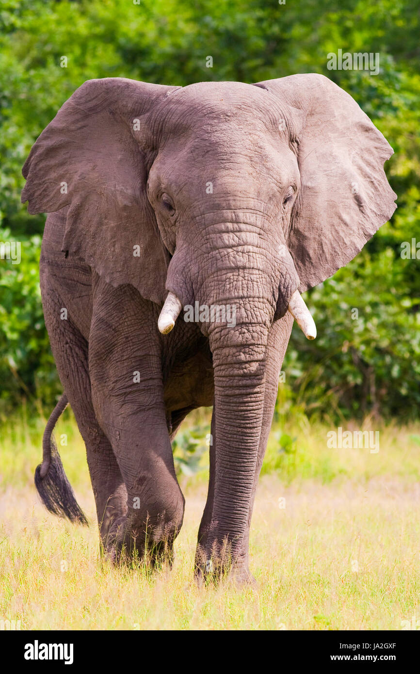 profile, walk, go, going, walking, big, large, enormous, extreme ...