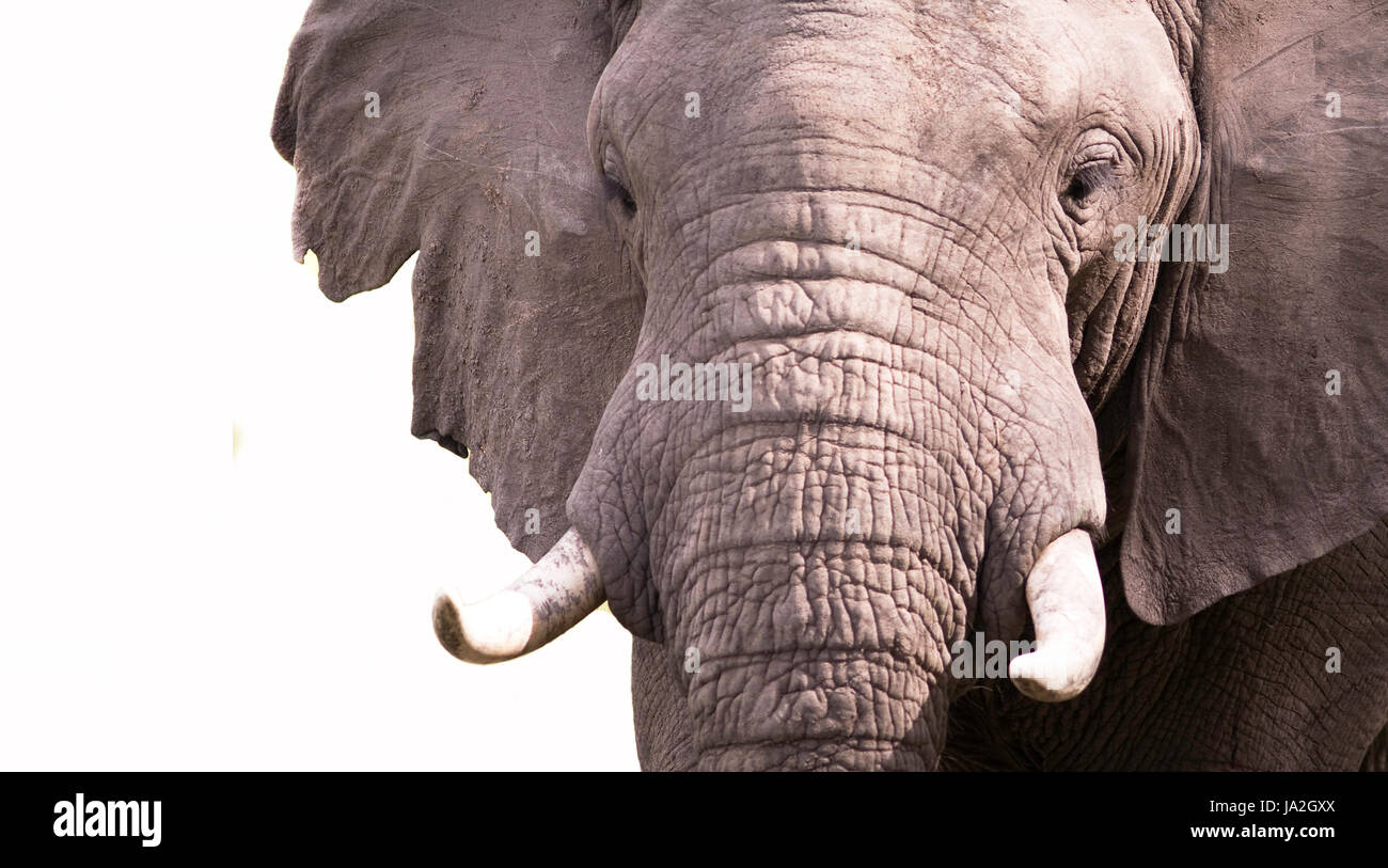 close, profile, danger, detail, big, large, enormous, extreme, powerful ...