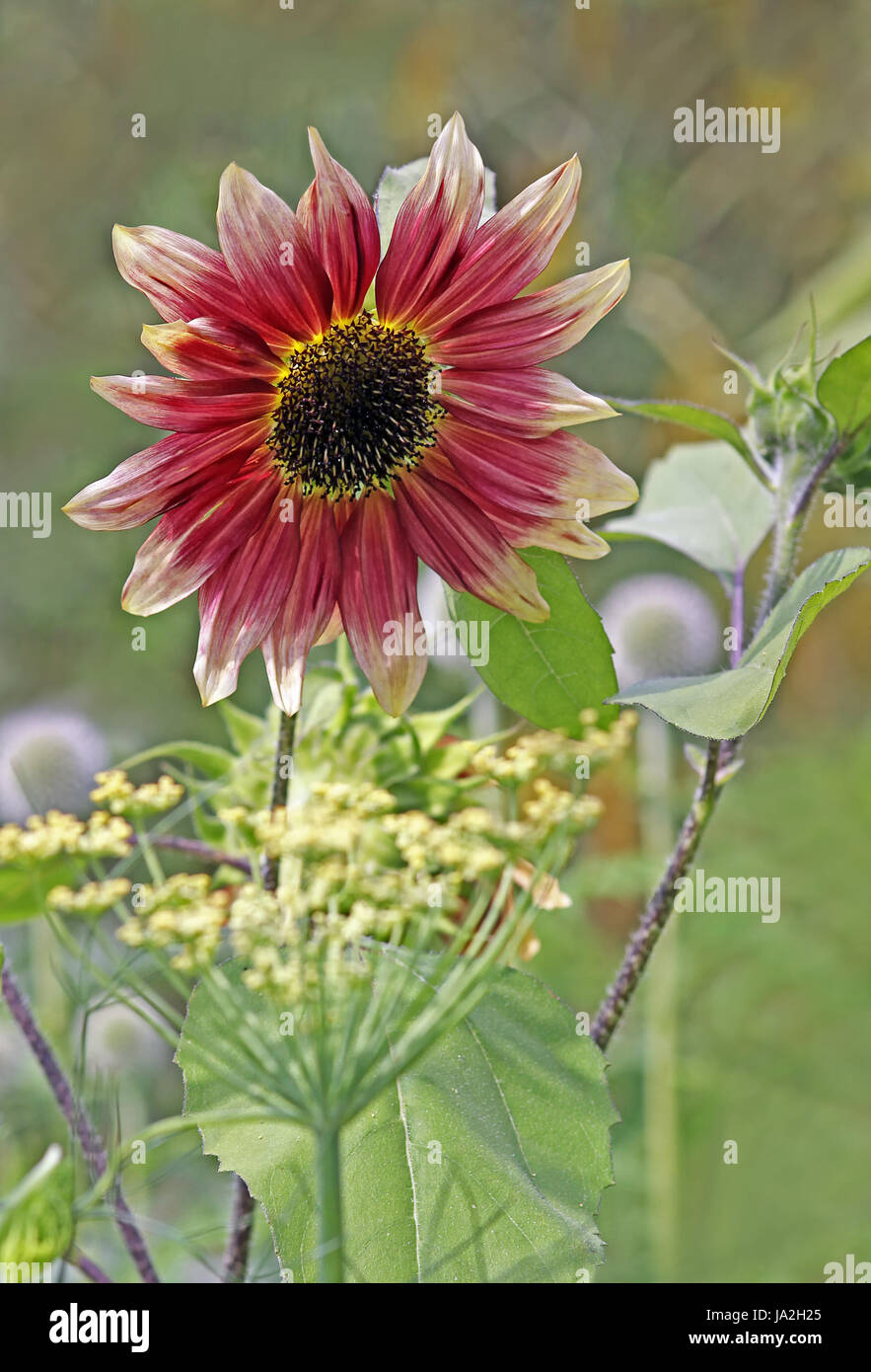 Ruby eclipse hi-res stock photography and images - Alamy
