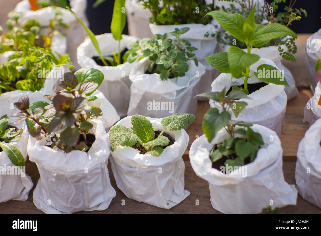 flower, plant, leaves, vegetation, sicily, foliage, plants, flower ...