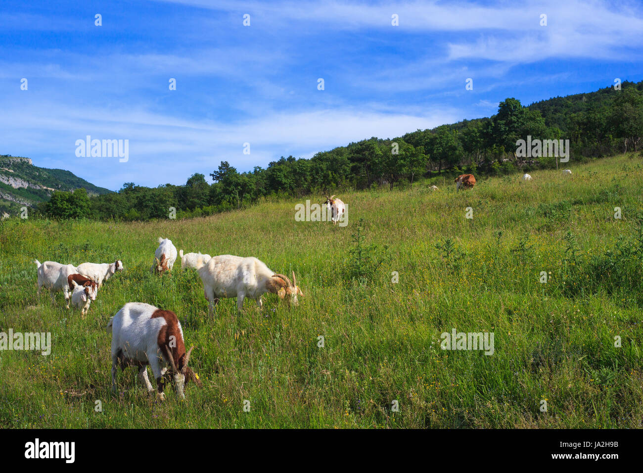animal, goat, goats, farm, pasture, herbivorous, scenery, countryside ...