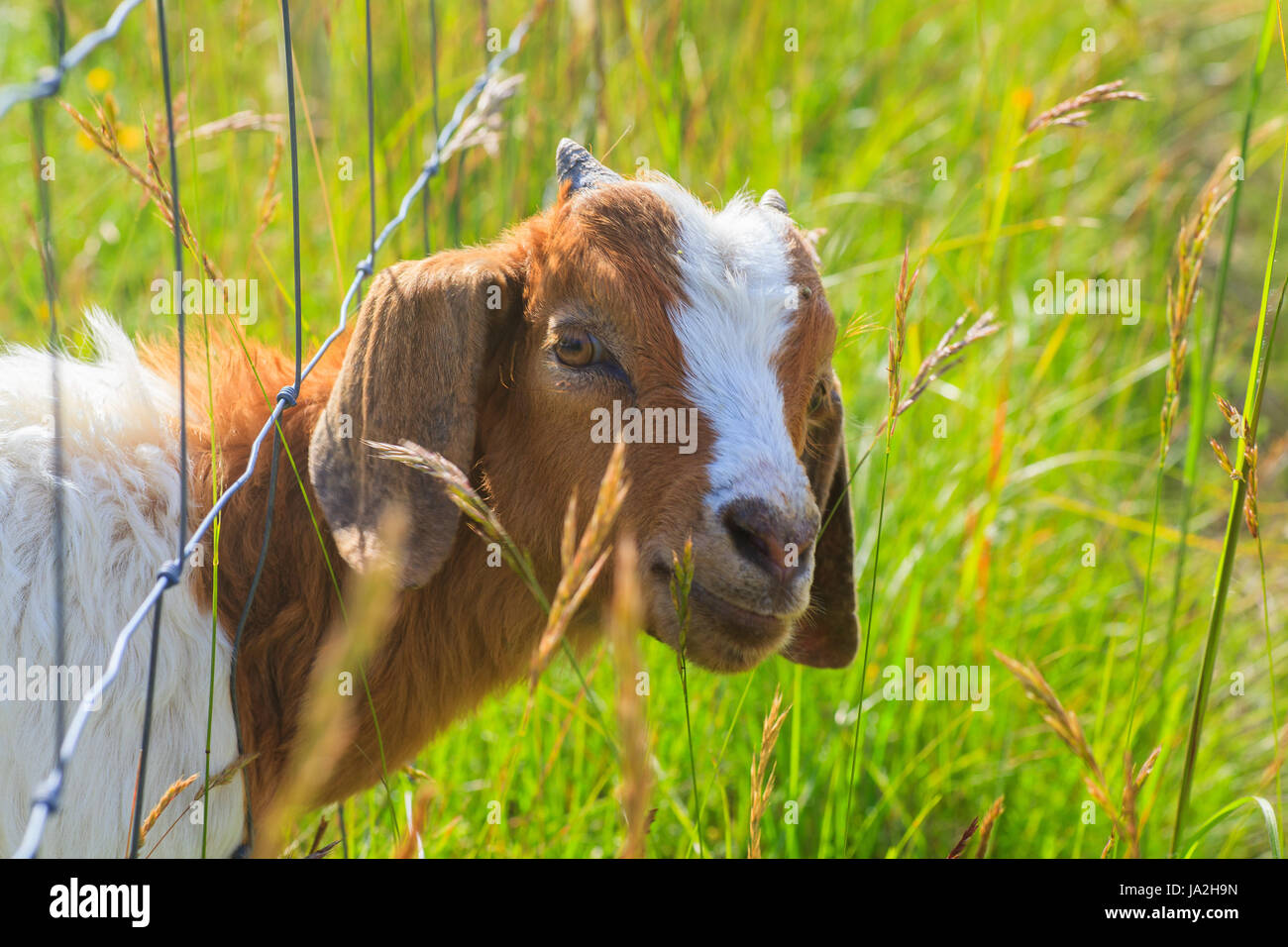 animal, goat, goats, farm, pasture, herbivorous, scenery, countryside ...