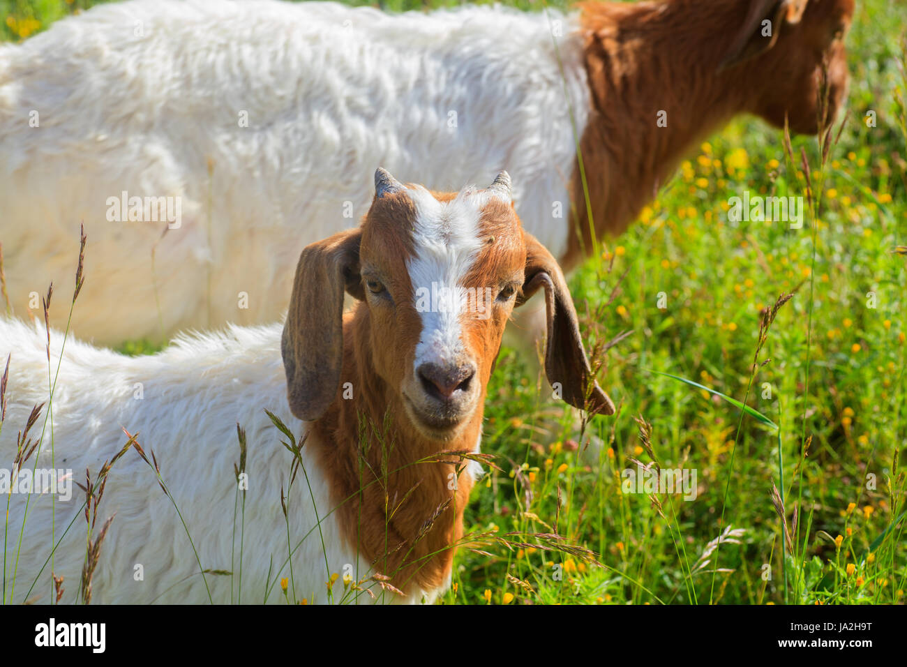 animal, goat, goats, farm, pasture, herbivorous, scenery, countryside ...