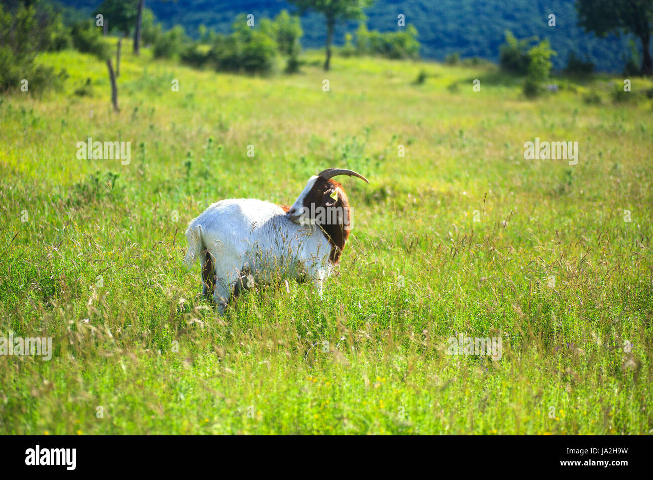 animals, goat, goats, farm, pasture, herbivorous, scenery, countryside ...