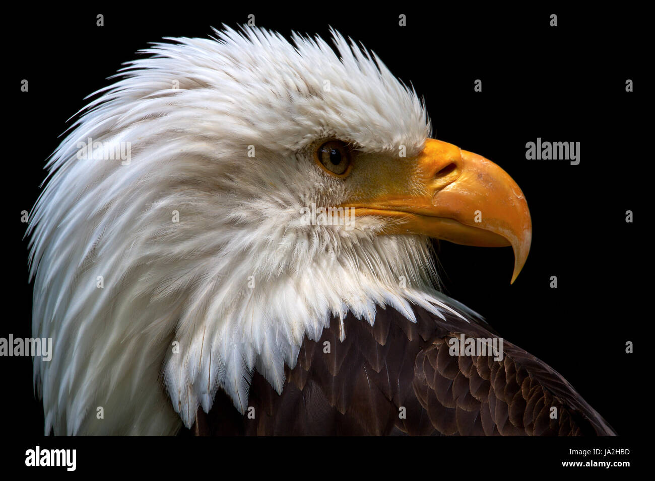 flight, portrait, eyes, emblem, fly, flies, flys, flying, nature, big ...