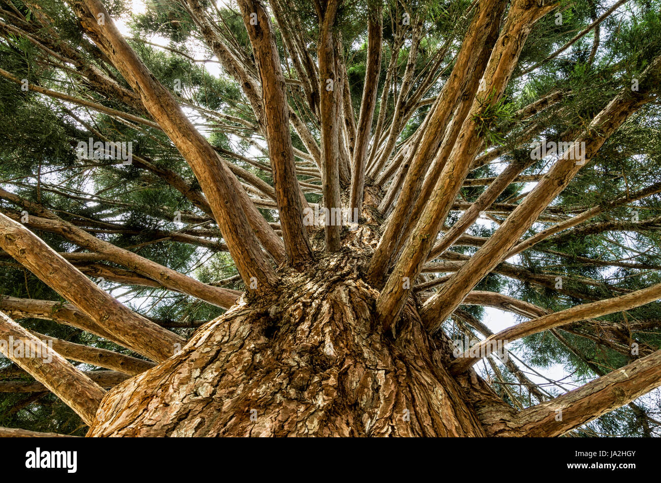 tree, trunk, botany, branches, evergreen, head of a tree, sequoia ...