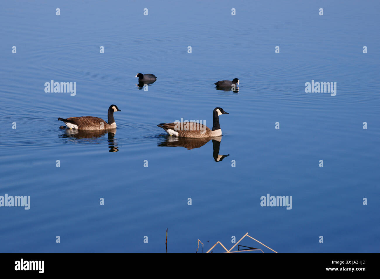 waterfowls, geese, waterfowl, migrant, native, birds of passage ...