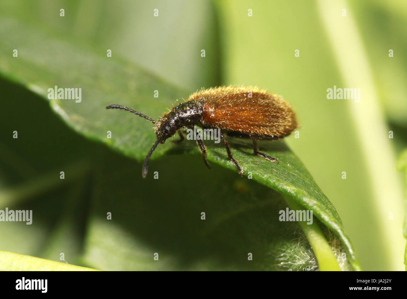 Wool beetle hi-res stock photography and images - Alamy