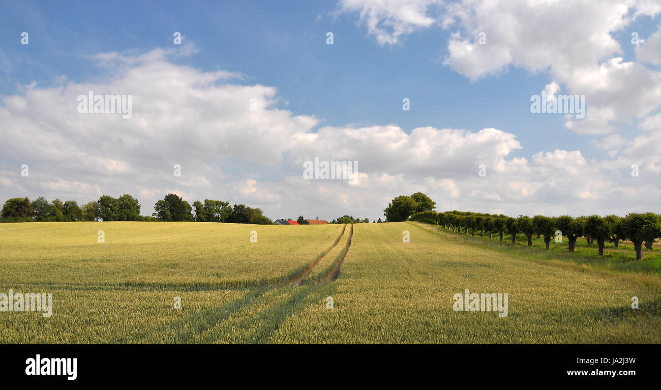 agrarian, tree, trees, agriculture, farming, fields, acre, corn field ...