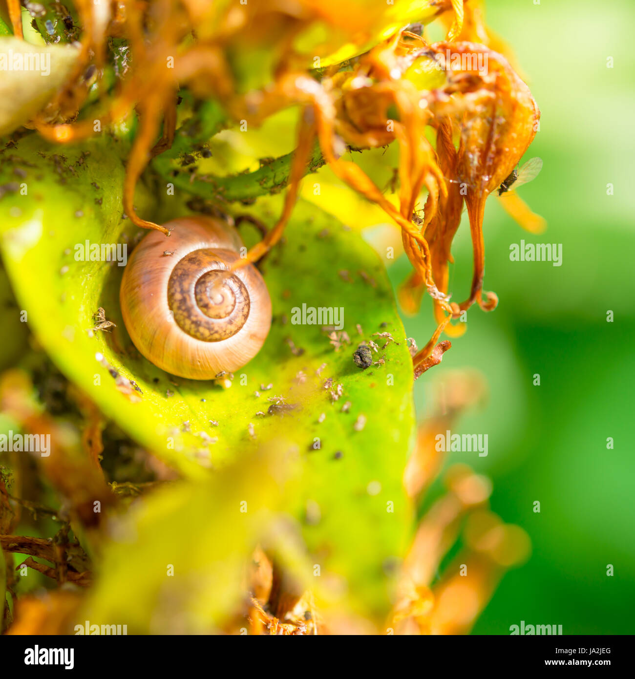 Tiny baby snail hi-res stock photography and images - Alamy