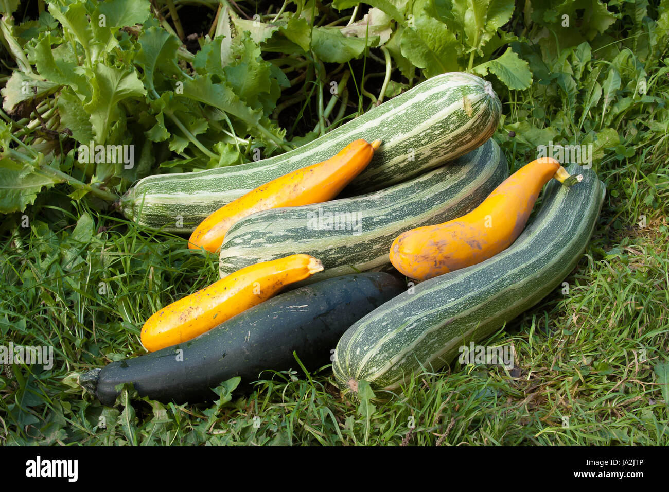 the large harvest of vegetable marrows lies on a green grass Stock ...