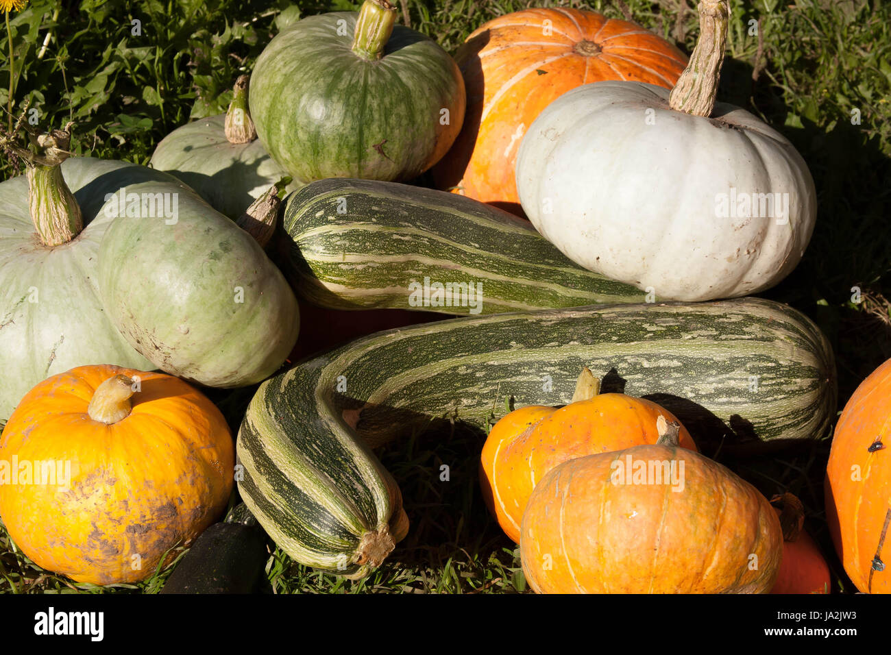Round marrows hi-res stock photography and images - Alamy
