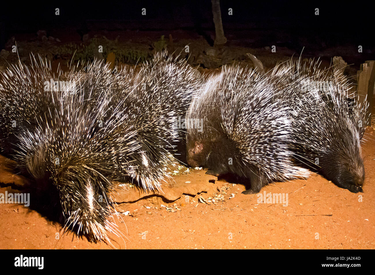 animal, africa, namibia, porcupine, travel, holiday, vacation, holidays ...