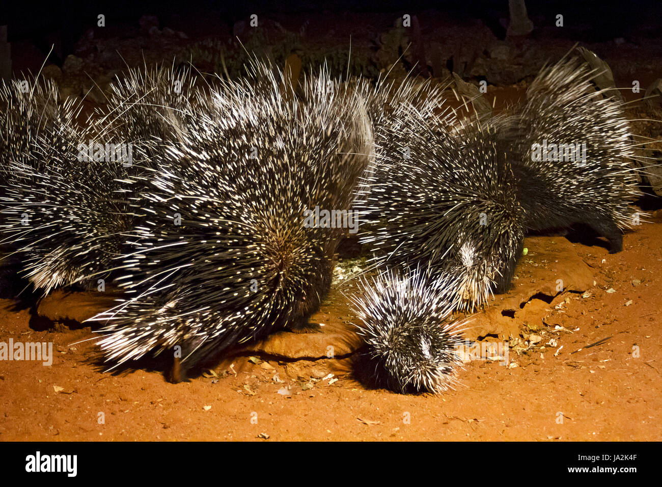 animal, africa, namibia, porcupine, travel, holiday, vacation, holidays ...