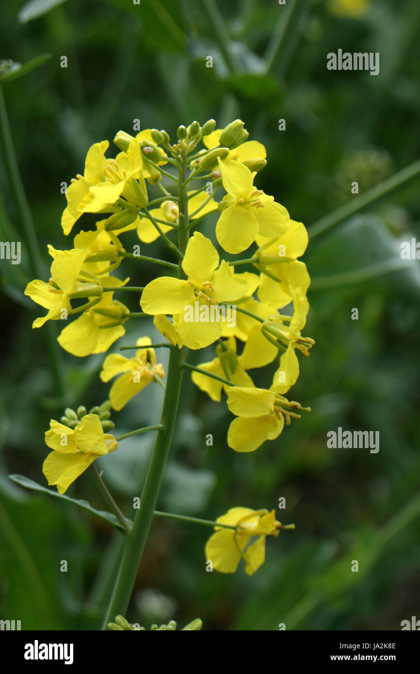 Field rapps hi-res stock photography and images - Alamy