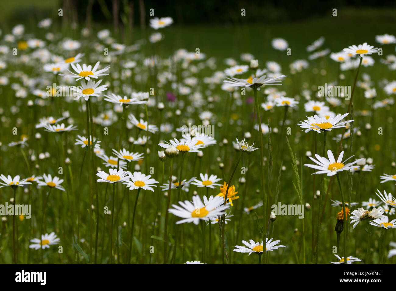 Nature of summer, flower fields, wild flower meadow, Oxeye Daisy ...