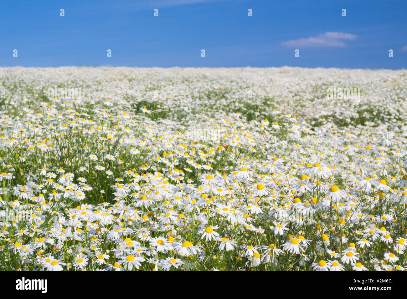 camomile, cultigen, scenery, countryside, nature, kamillenfeld ...