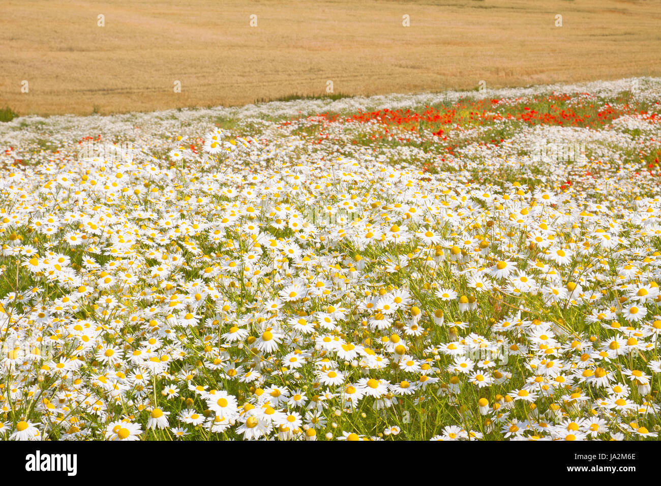 camomile, grain field, culture landscape, cultigen, scenery ...