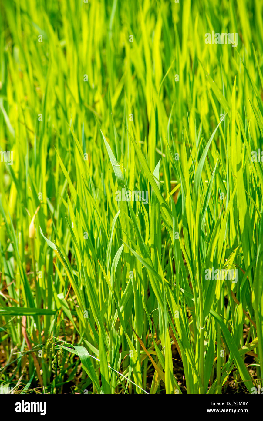 energy plant stumpfbltige wheatgrass Stock Photo - Alamy