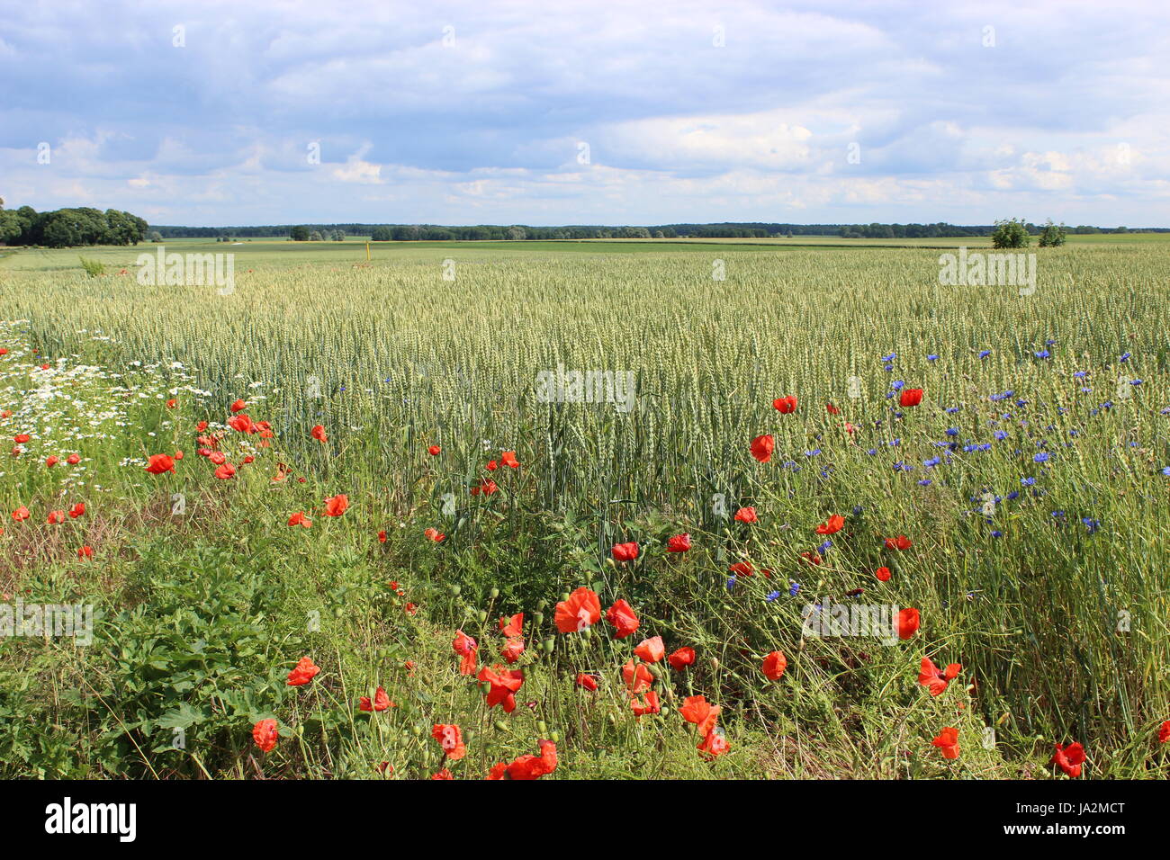 bucolic, green, agriculture, farming, field, flower, flowers, plant ...
