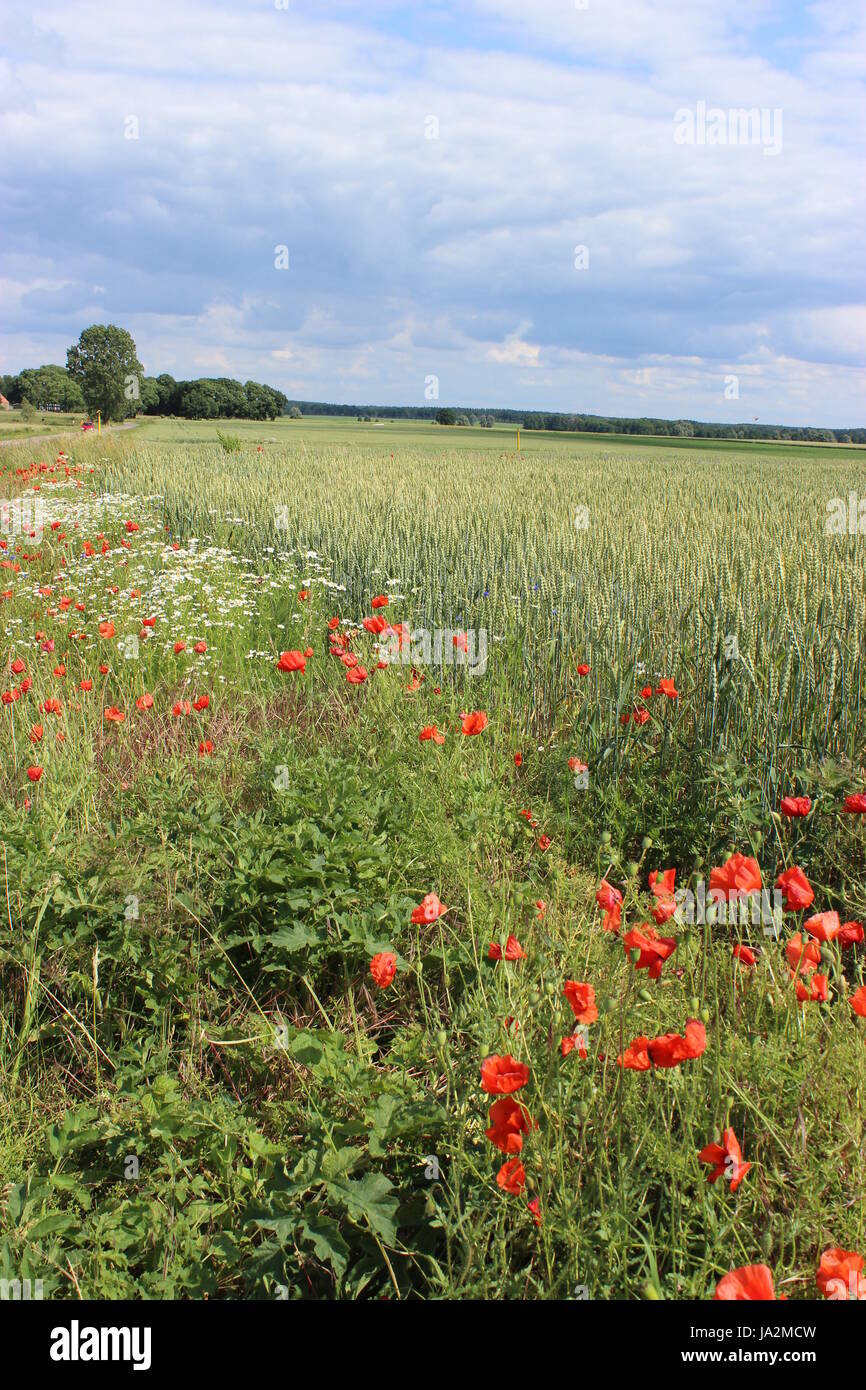 bucolic, green, agriculture, farming, field, flower, flowers, plant ...