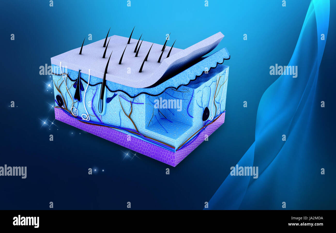 education, medicinally, medical, graphics, colour, science, skin, human ...