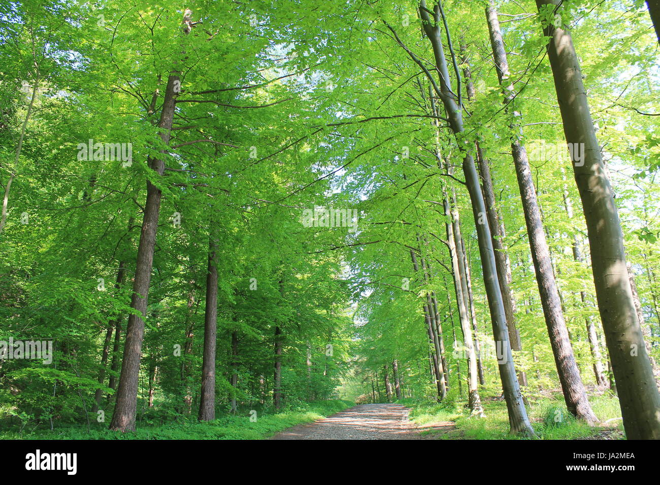 tree, trees, green, leaves, summer, summerly, path, way, forest, tree ...