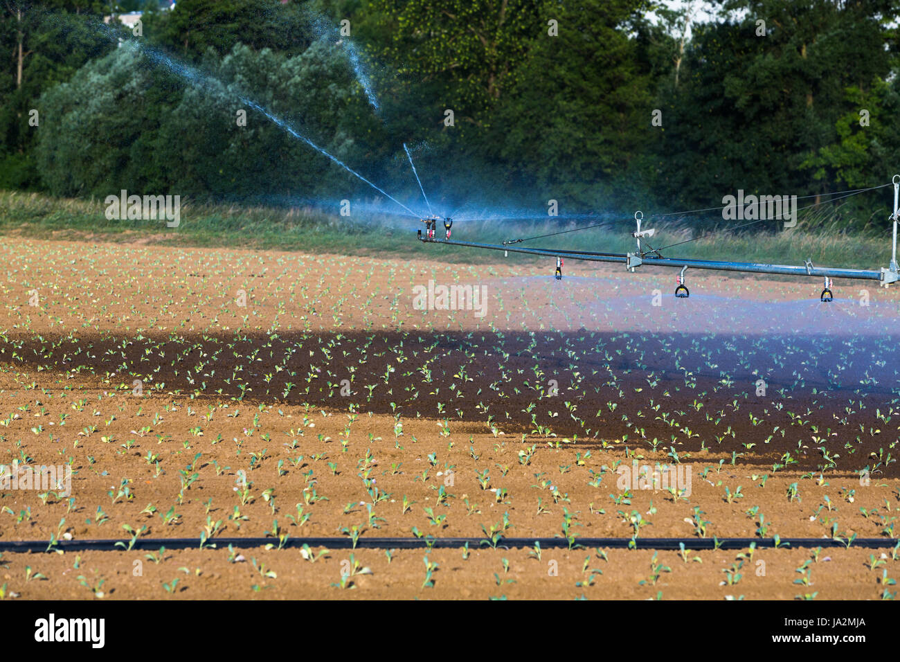 agriculture, farming, field, acre, field work, agrarian economy ...