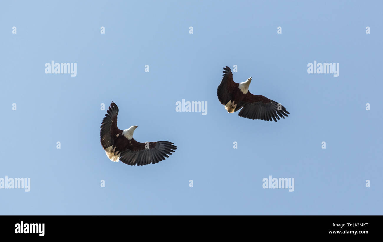 flight, animal, bird, wildlife, fly, flies, flys, flying, flight ...