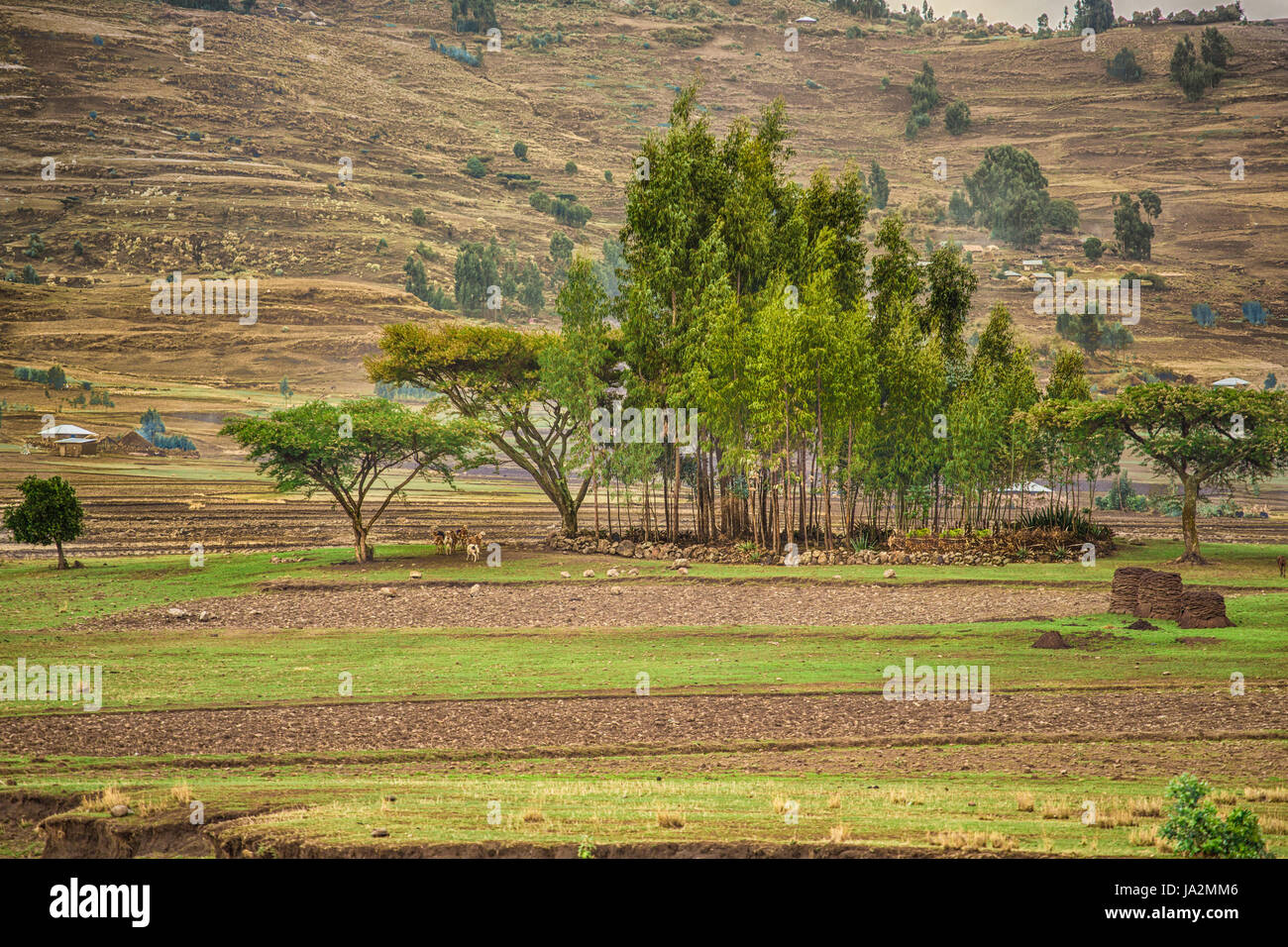 tree, hill, africa, landscape, scenery, countryside, nature, community ...