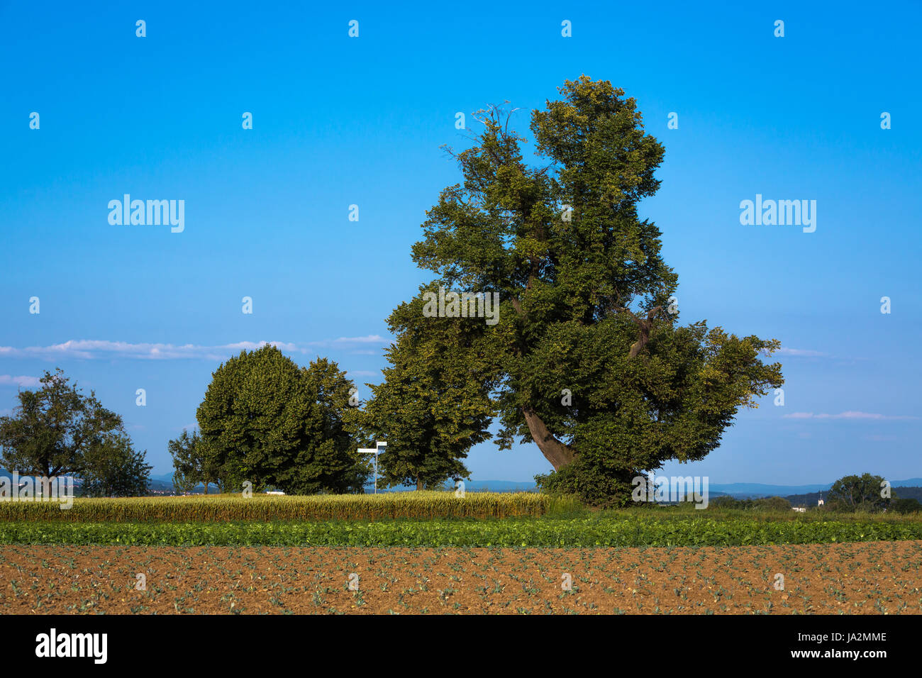 tree, agriculture, farming, field, grain, acre, corn field, cultivation ...