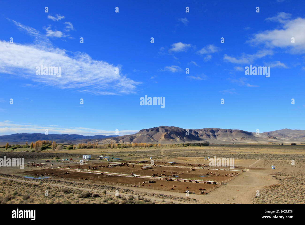 Huge cow farm, Chubut valley, Patagonia Argentina Stock Photo - Alamy