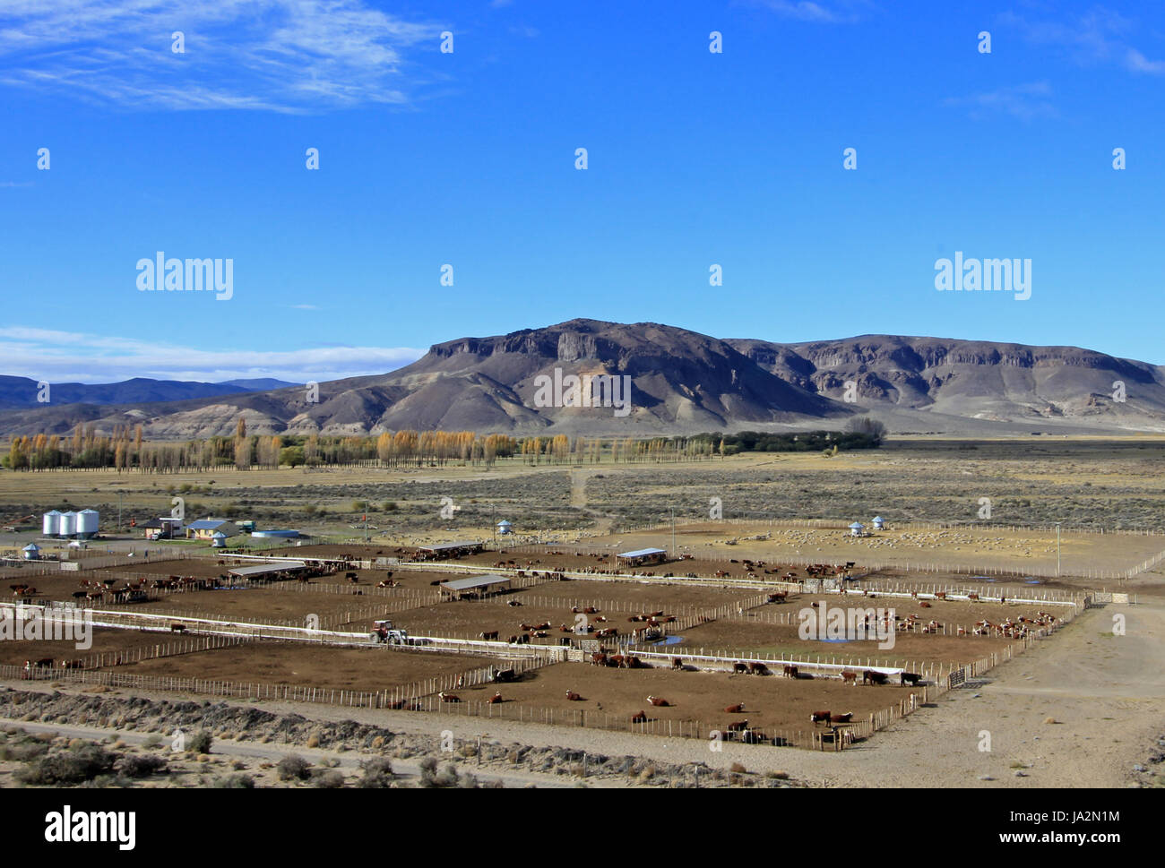 Huge cow farm, Chubut valley, Patagonia Argentina Stock Photo - Alamy
