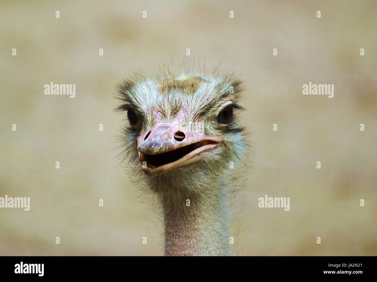 ostrich - head profile Stock Photo - Alamy
