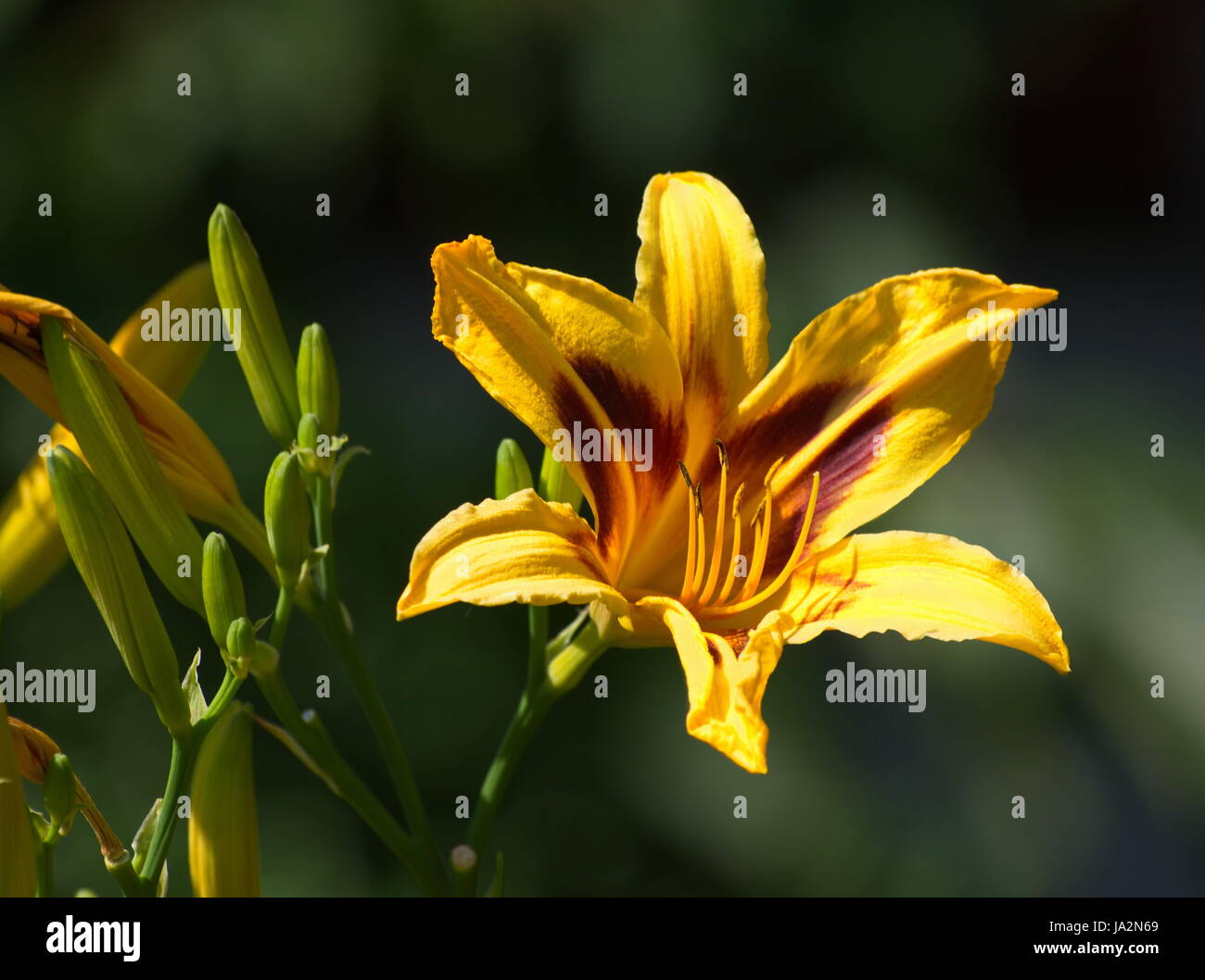 Lily arrangements hi-res stock photography and images - Alamy