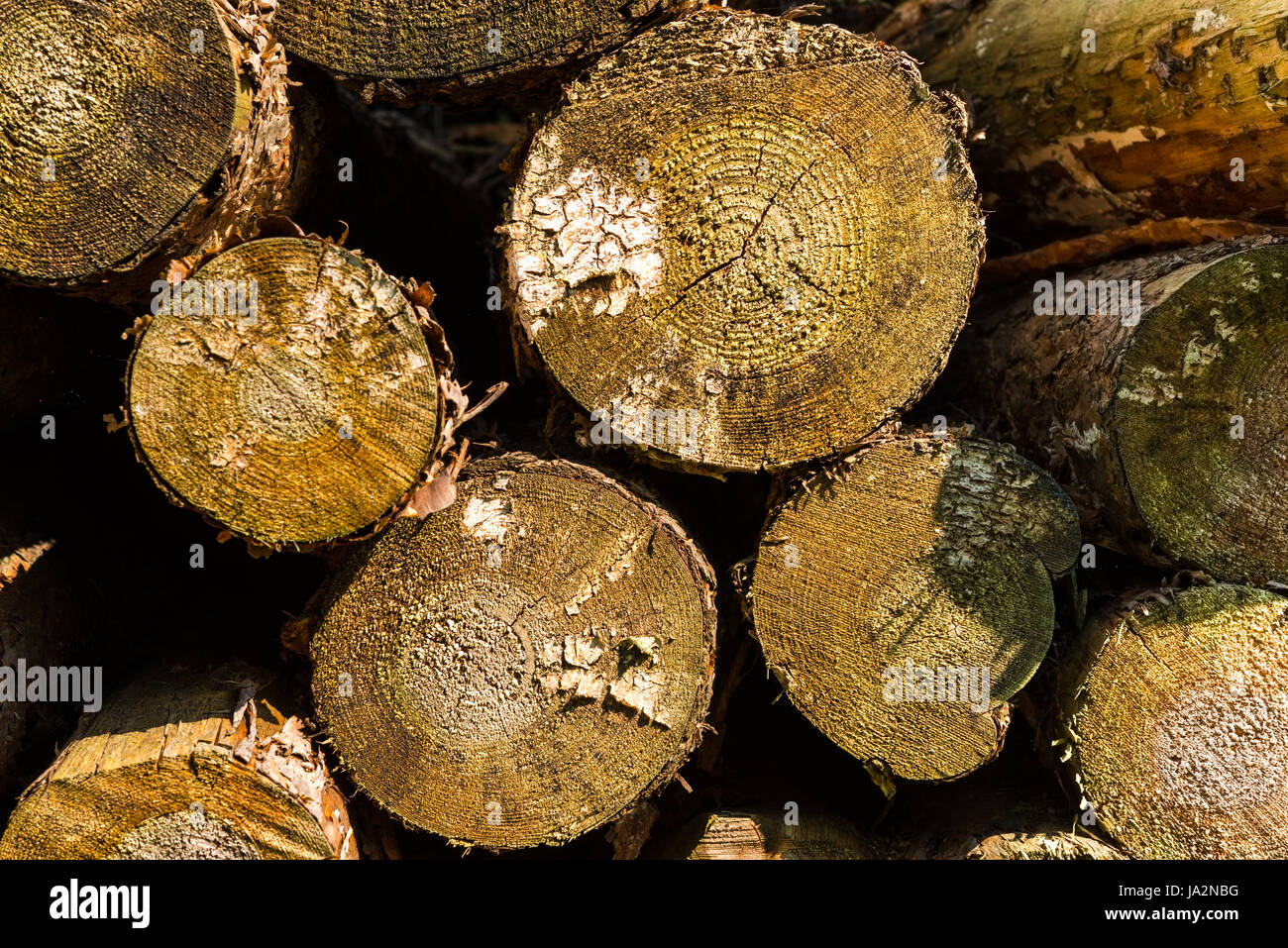 house, building, at home, tree, trees, winter, wood, snug, steps, step ...