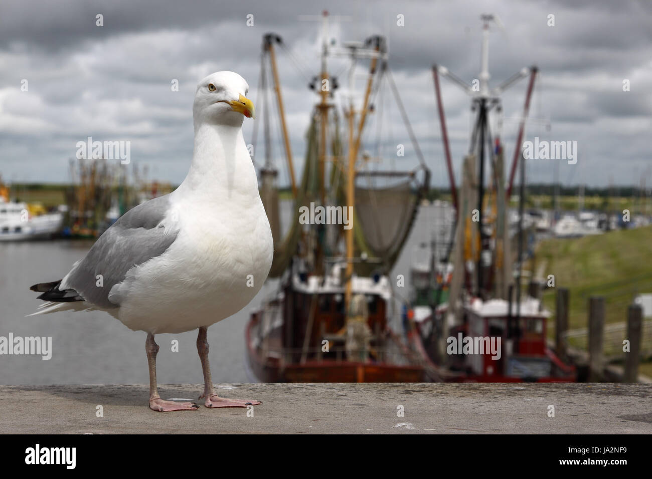 bird, ships, sailing boat, sailboat, rowing boat, boat, watercraft ...