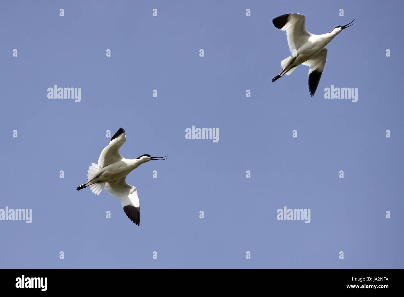 bird, birds, beak, coast, mud flats, migrant, birds of passage, beaks, nature Stock Photo - Alamy