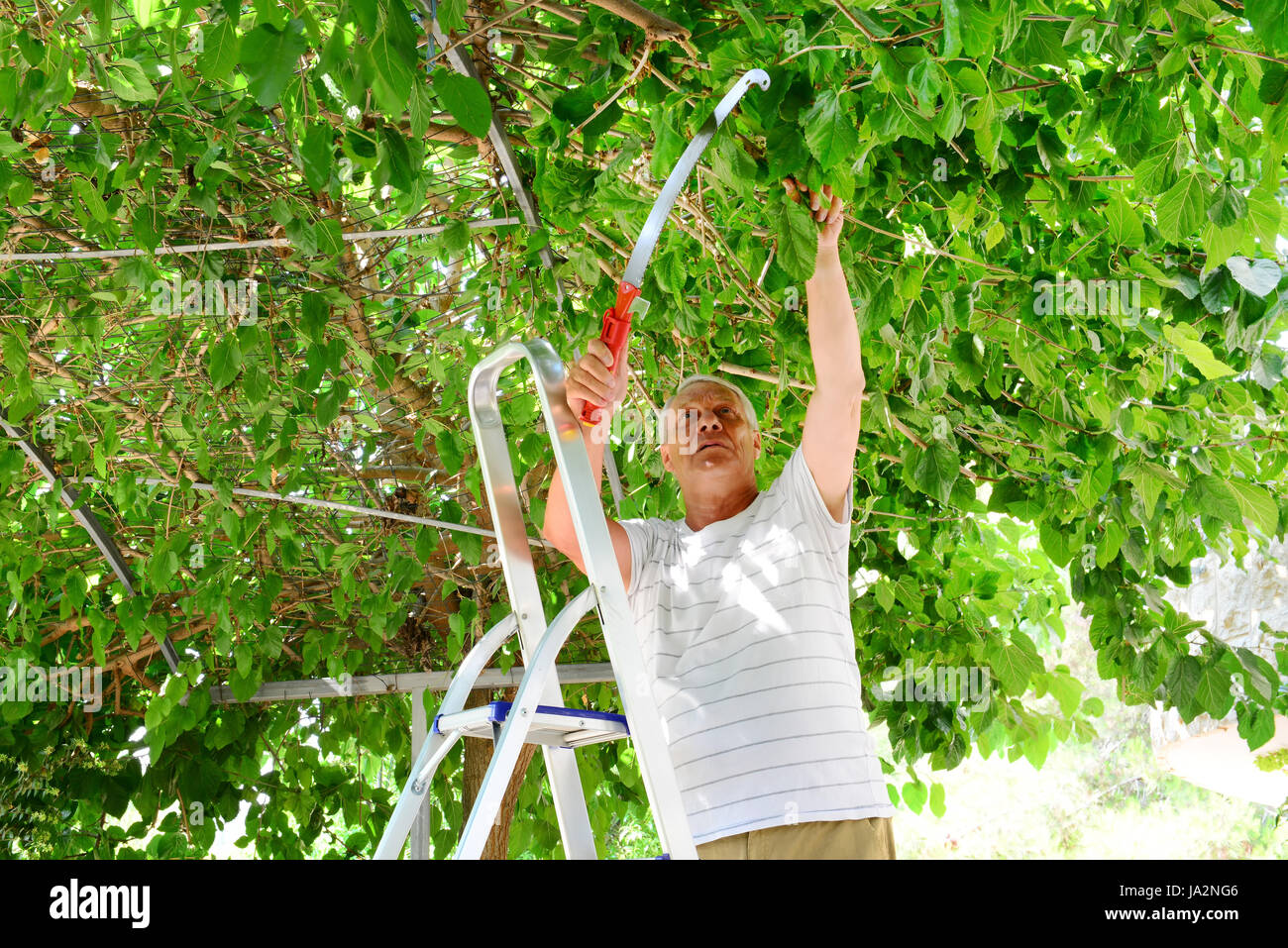 Tree branch stands hi-res stock photography and images - Alamy