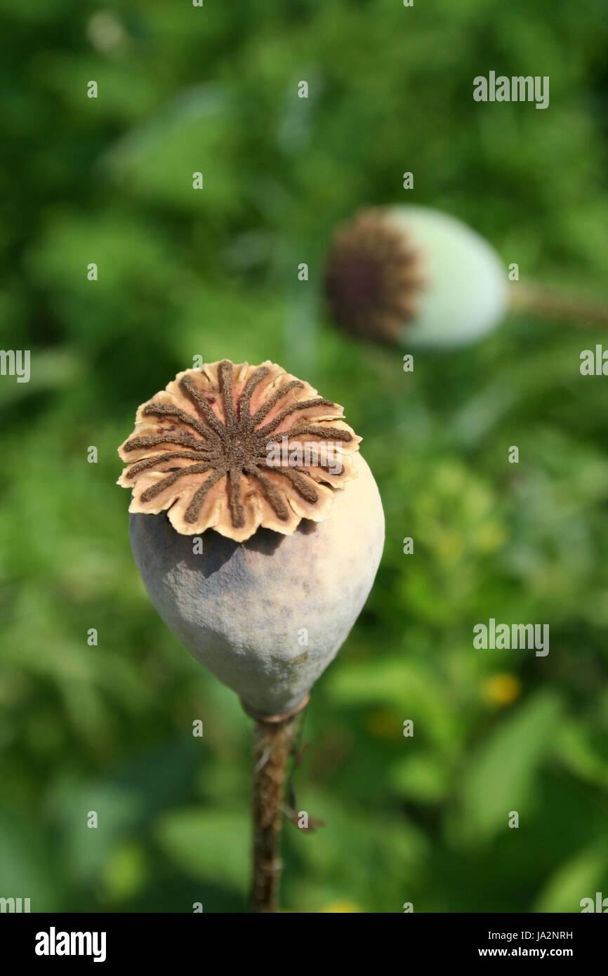 garden, flora, poppy, withers, gardens, plant, nature, green, botany ...