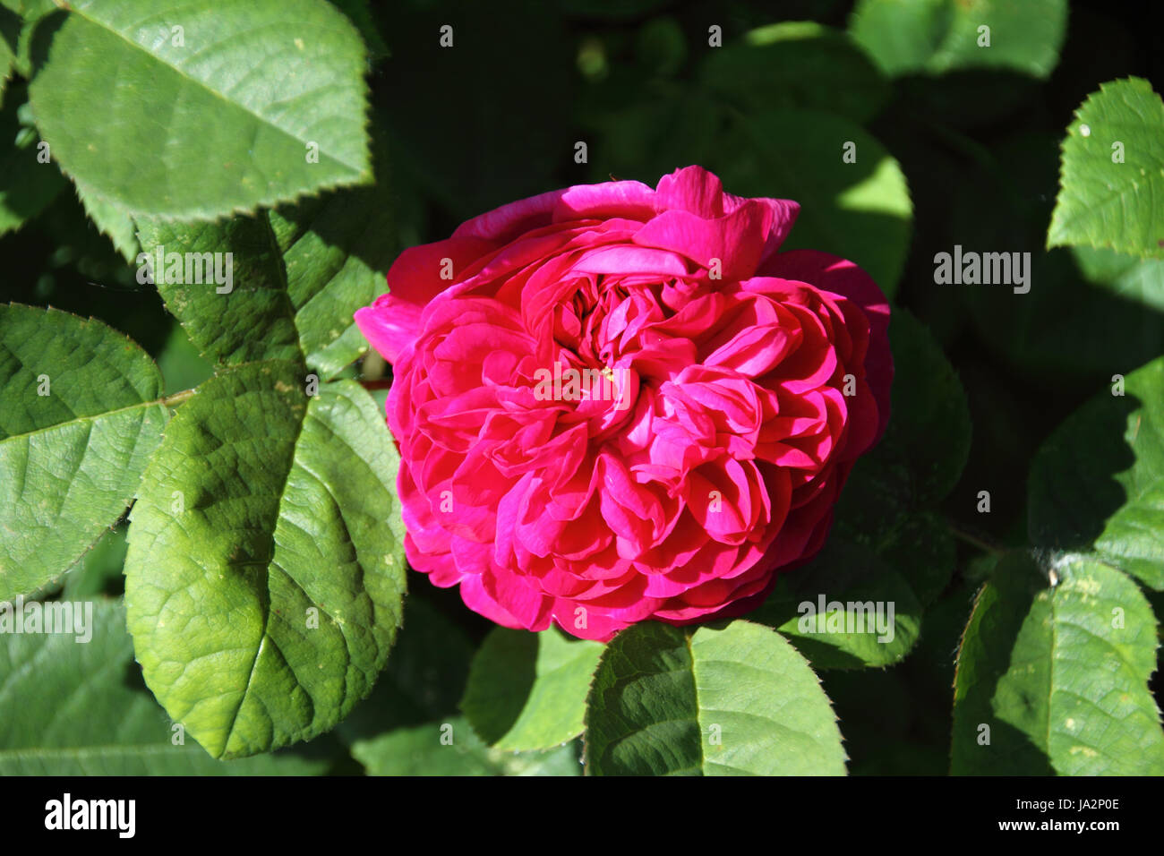 Rose de resht hi-res stock photography and images - Alamy