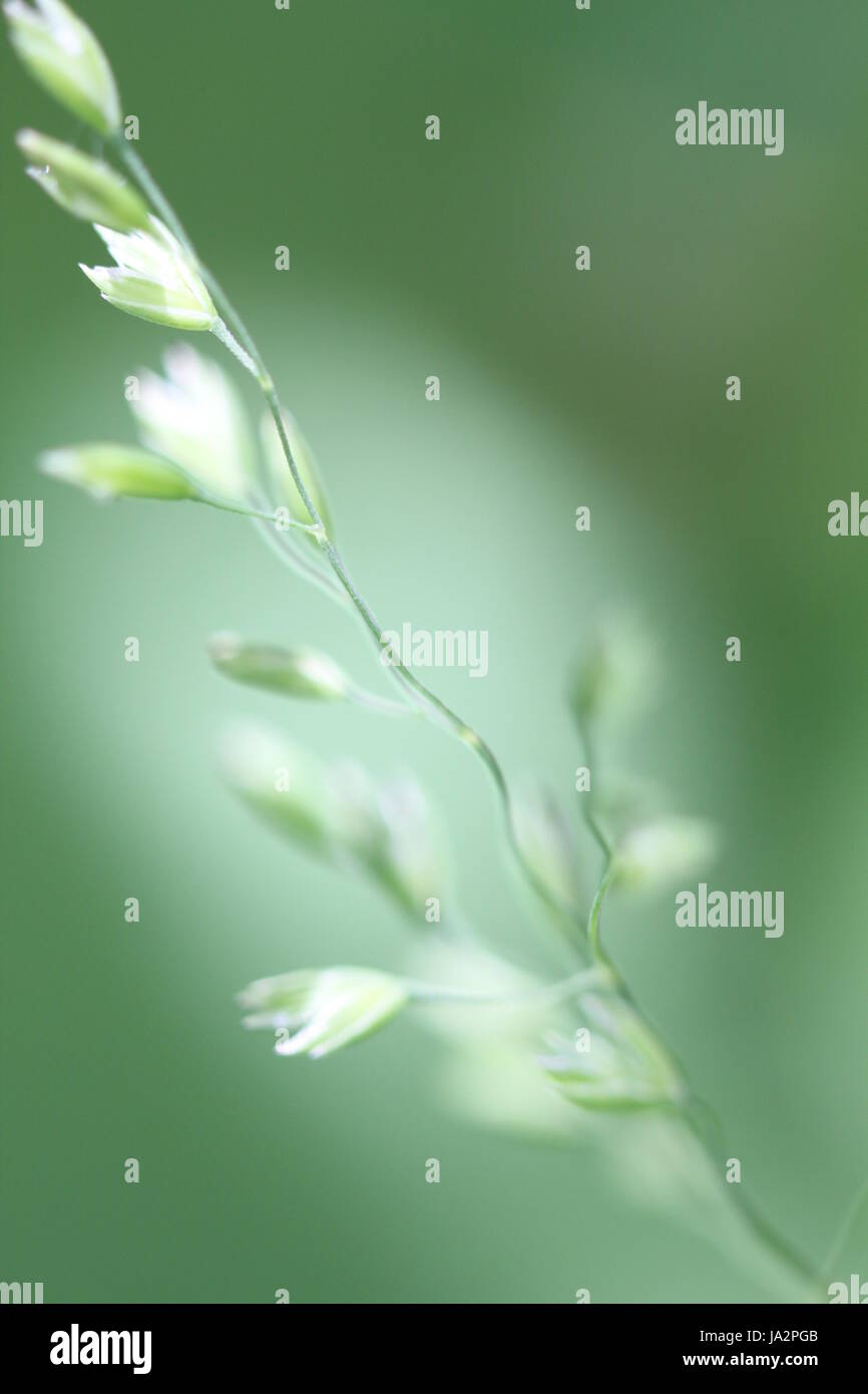green, decoration, decorative, meadow, grass, lawn, backdrop ...