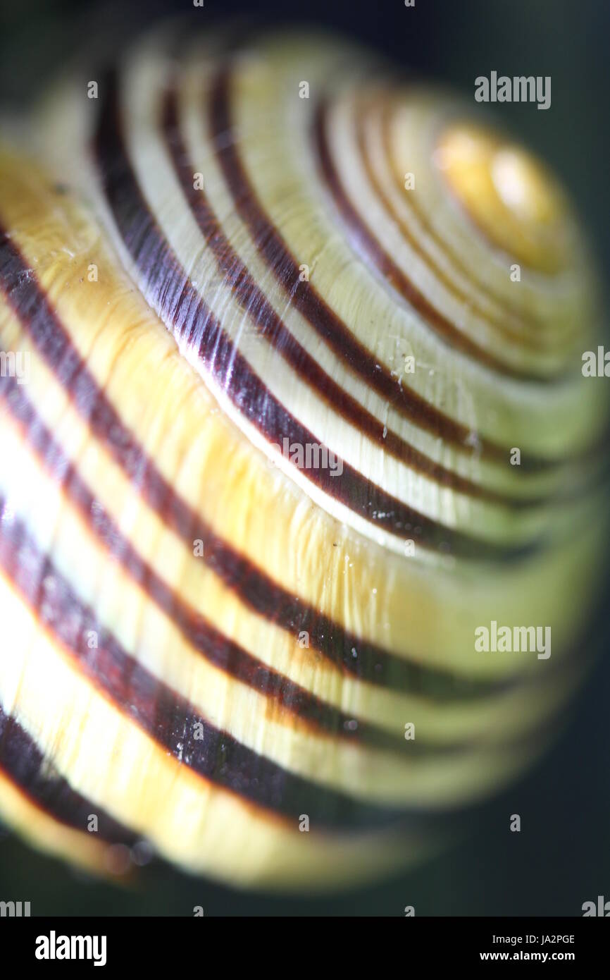 house, building, detail, fauna, detail admission, snail, snail shell ...