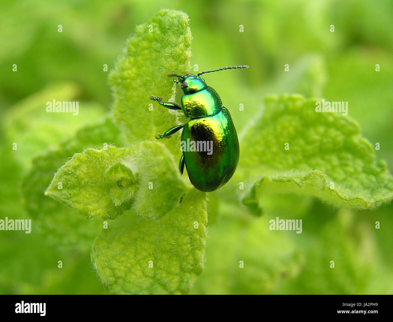 mint leaf beetle Stock Photo - Alamy