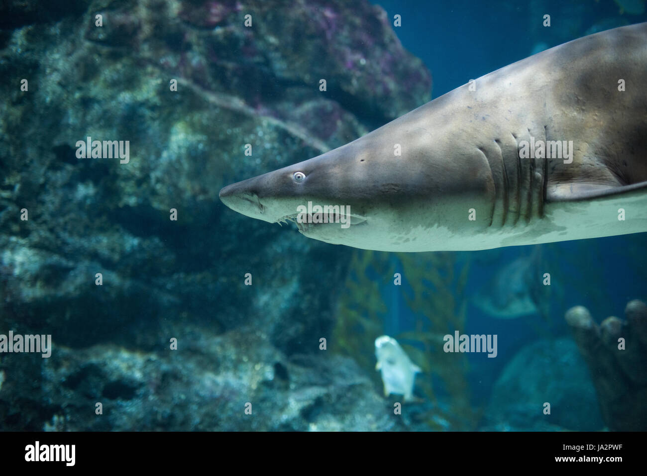 Shark skin texture hi-res stock photography and images - Alamy
