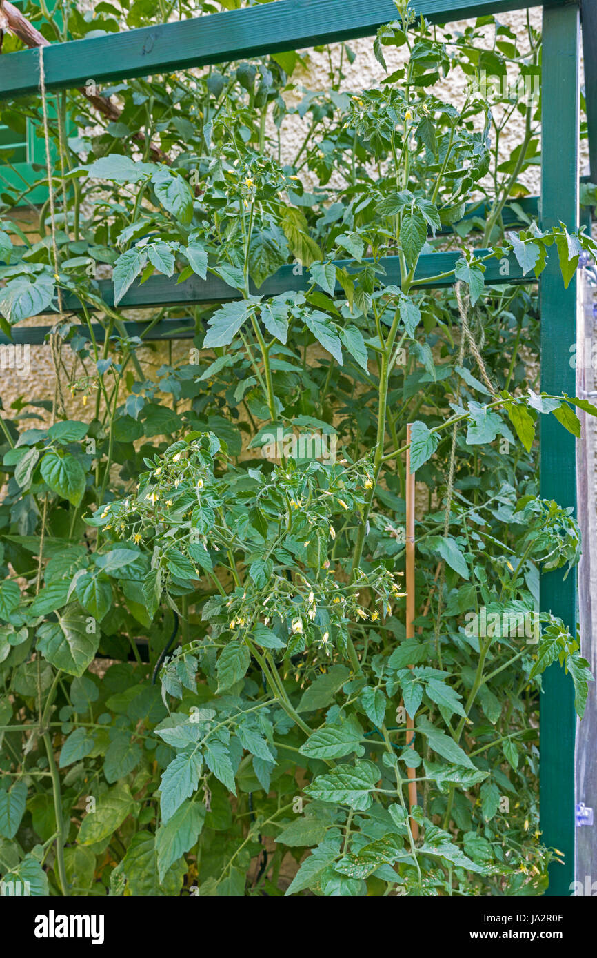 garden, green, bloom, blossom, flourish, flourishing, tomatoes, tomatos ...