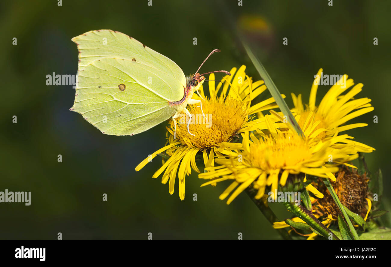 butterfly, moth, brimstone butterfly, insect, flower, plant, bloom ...