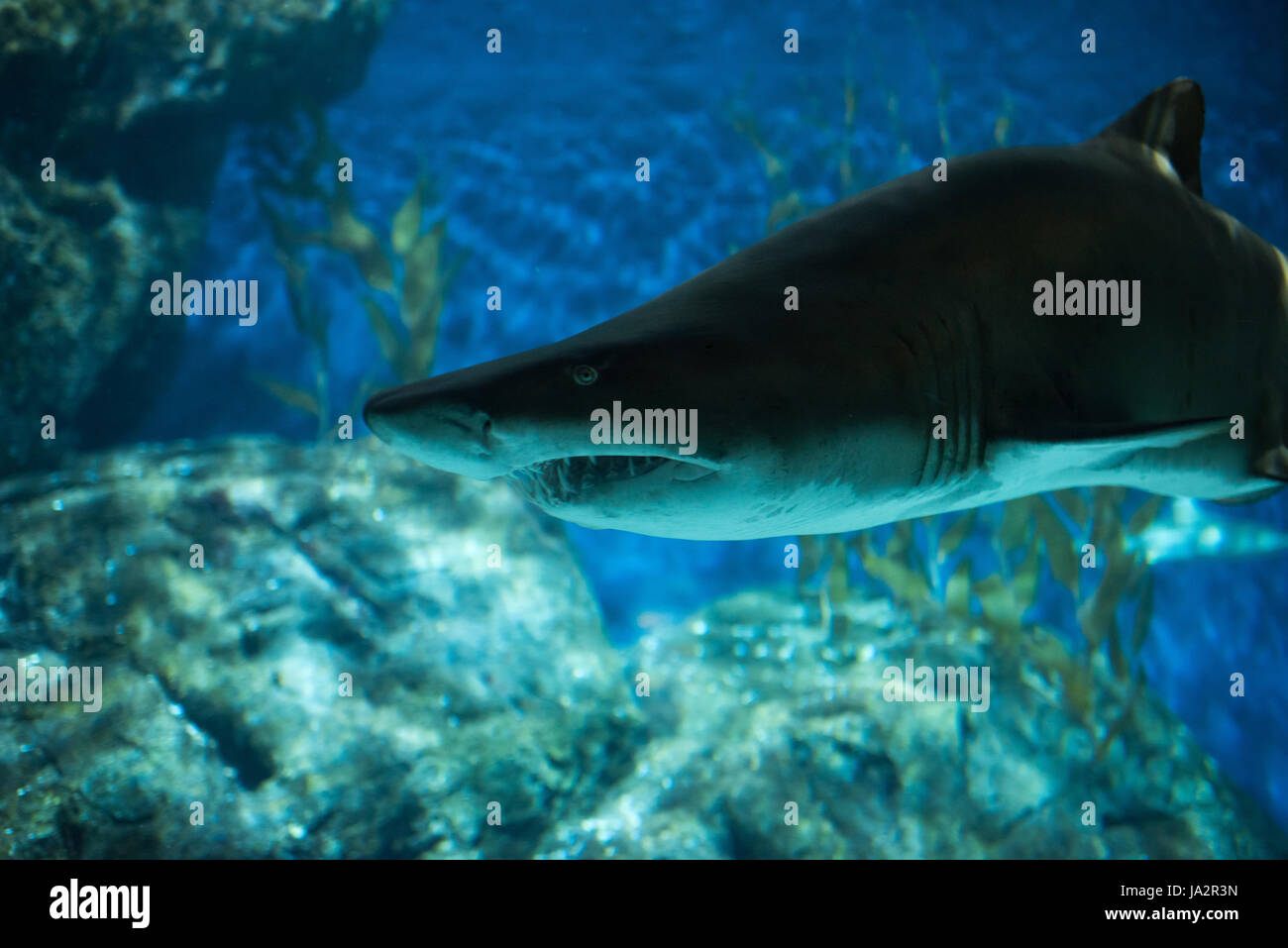 Hai Australia Hi Res Stock Photography And Images Alamy