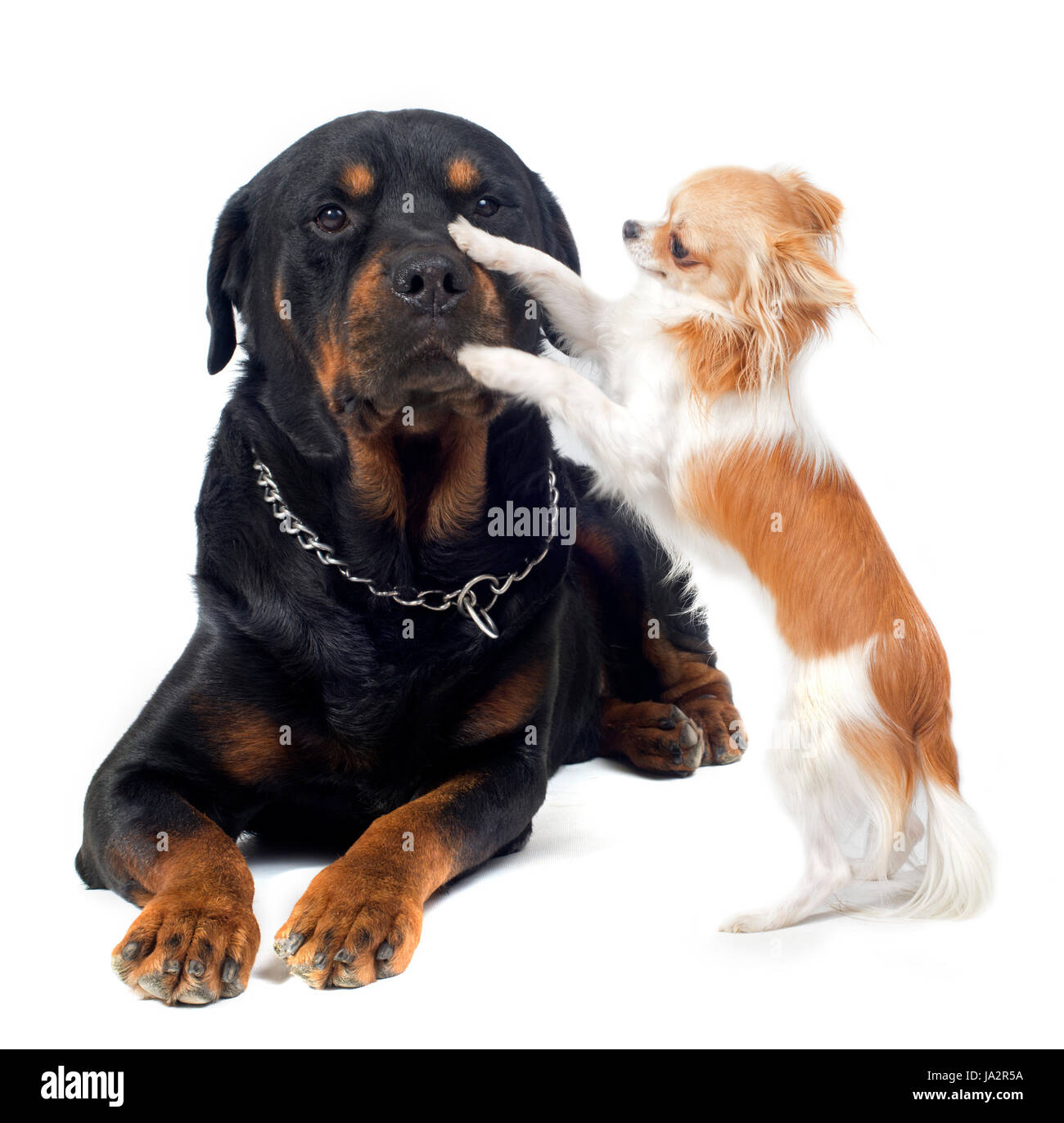 game, tournament, play, playing, plays, played, dog, rottweiler ...